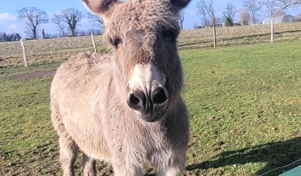 Sèvremoine. Dimanche à la ferme chez Pascale et David - Cholet.maville.com