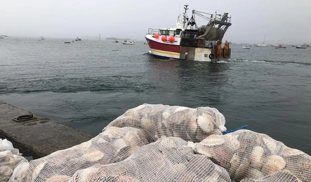 Le temps de pêche des saint-jacques en baie de Saint-Brieuc est réduit ...