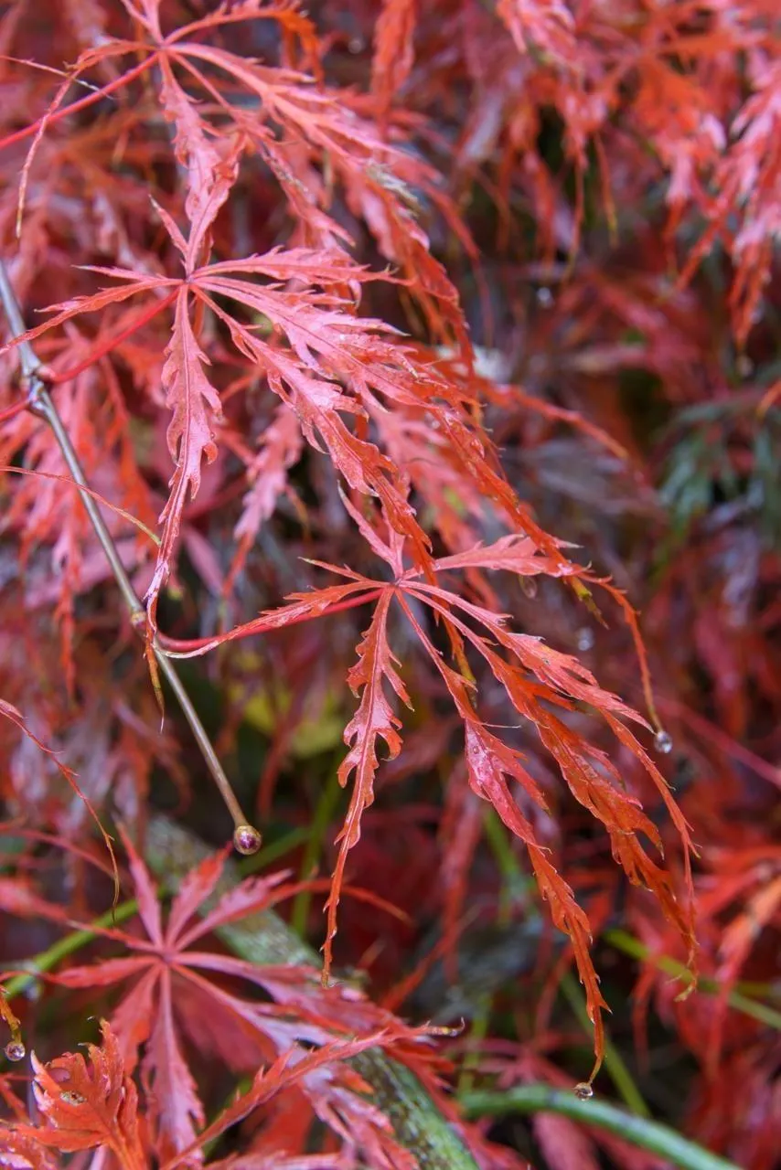 Cinq idées pour donner des couleurs à votre jardin en automne - La ...