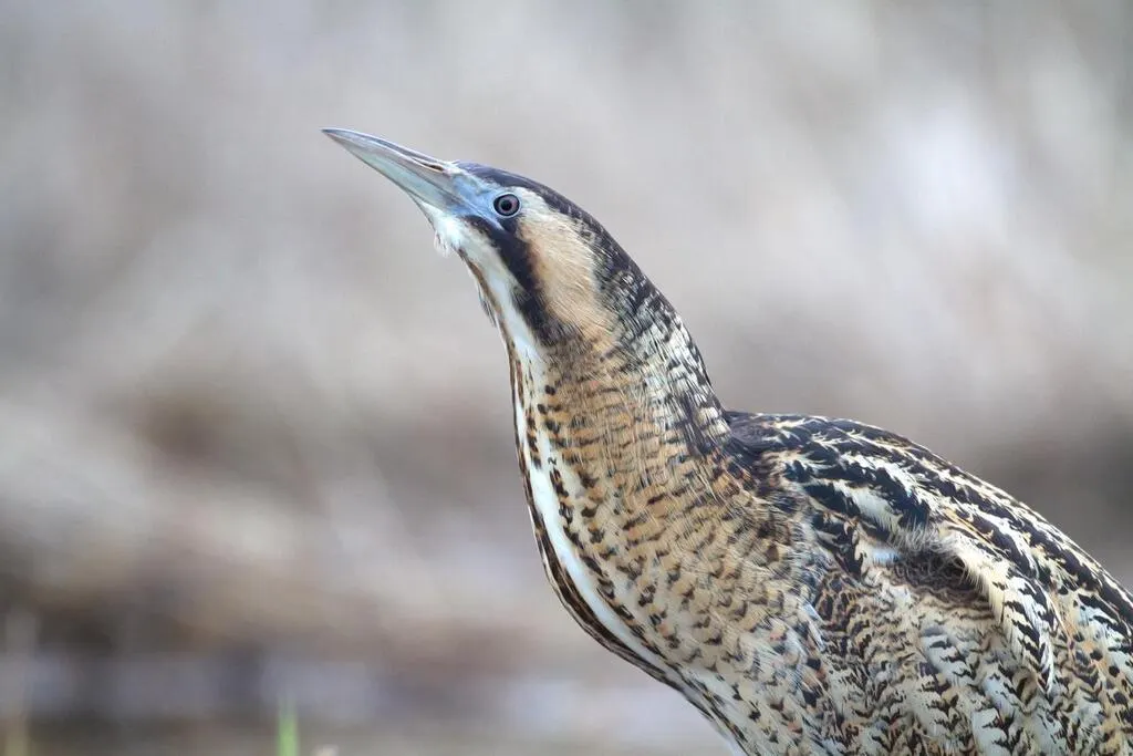 Oiseau emblématique du marais de Brière, la population de butor étoilé ...