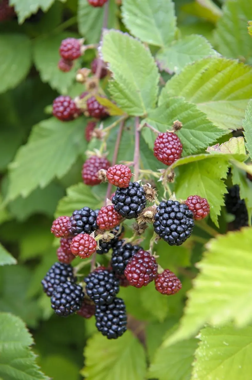 Comment avoir des mûres dans son jardin : nos conseils et notre ...