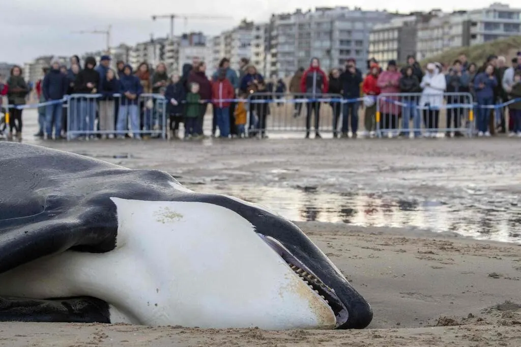 Une orque s’échoue et meurt sur une plage en Belgique . Sport - Cannes.maville.com