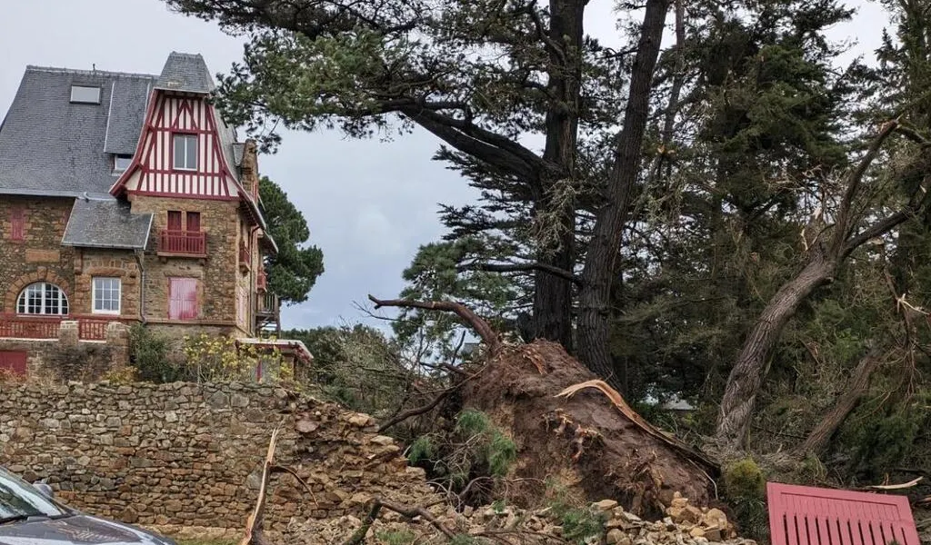 EN IMAGES. Tempête Ciaran sur la côte de Granit rose : « Des arbres par ...