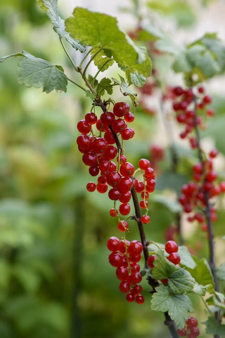 Comment faire pousser des groseilles et cassis : tout savoir sur ces ...