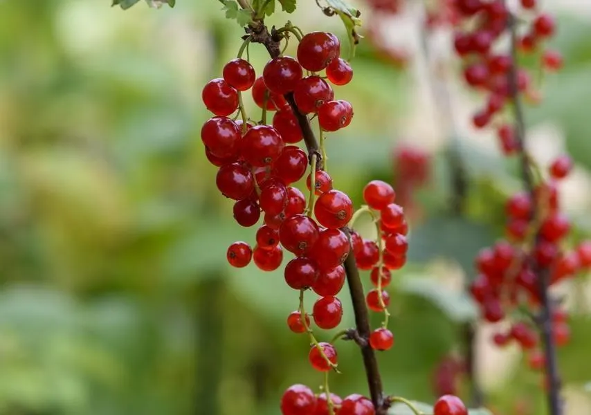 Comment faire pousser des groseilles et cassis : tout savoir sur ces ...