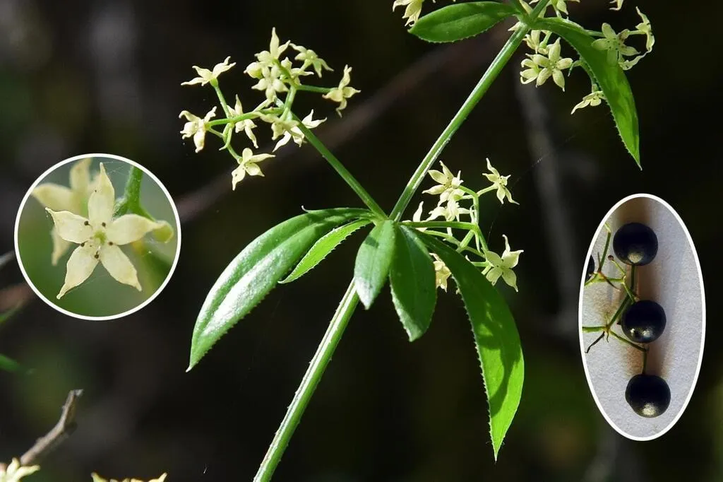 Pays d’Auray. Connaissez-vous vraiment… la garance voyageuse ...