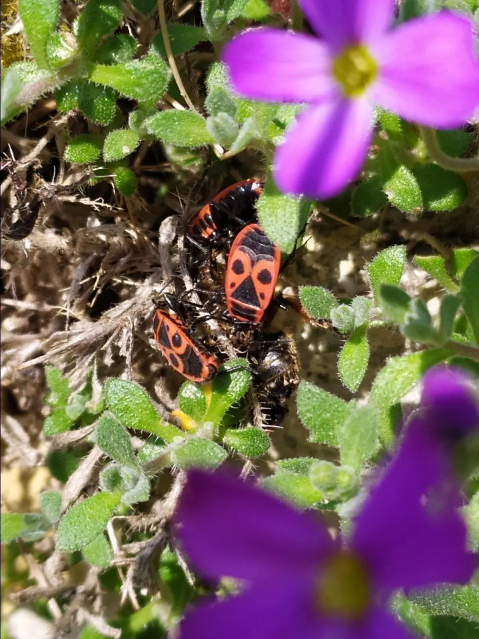 Les gendarmes, ces insectes utiles et inoffensifs qui prolifèrent dans ...