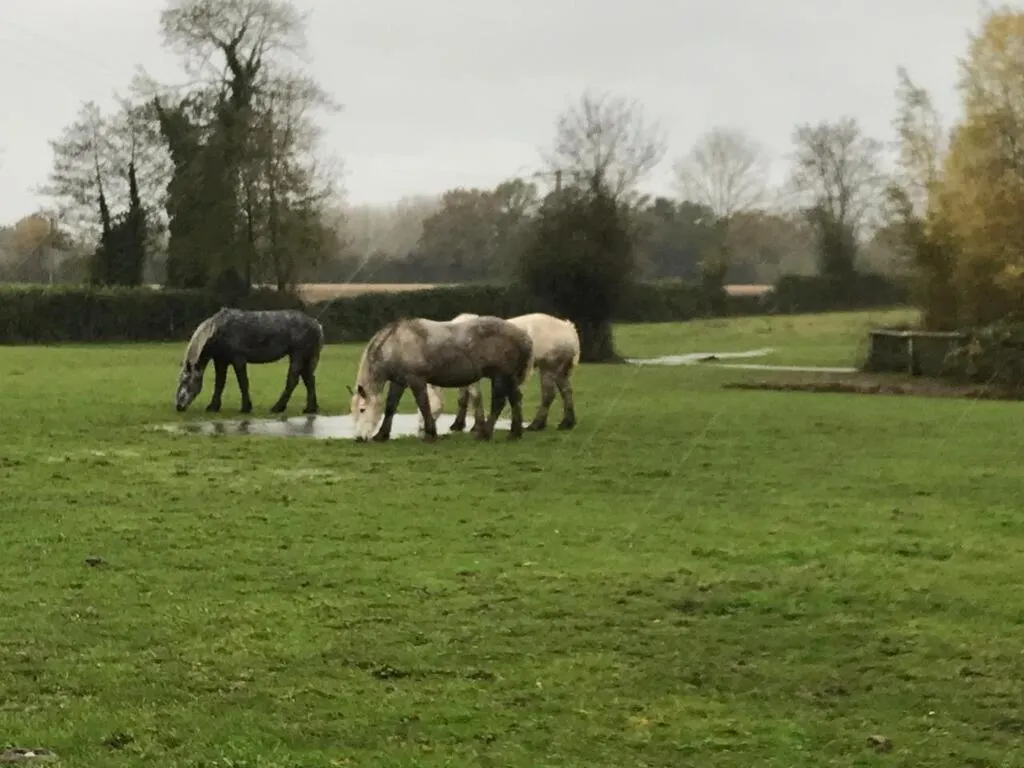 Les chevaux percherons, stars internationales de la Foire aux poulains du Mêle-sur-Sarthe ...