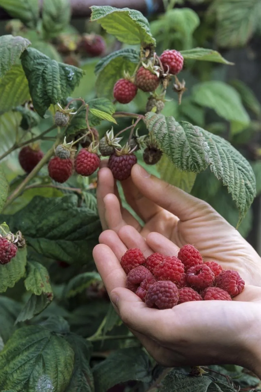 Comment faire pousser des framboises dans son jardin : les conseils d ...