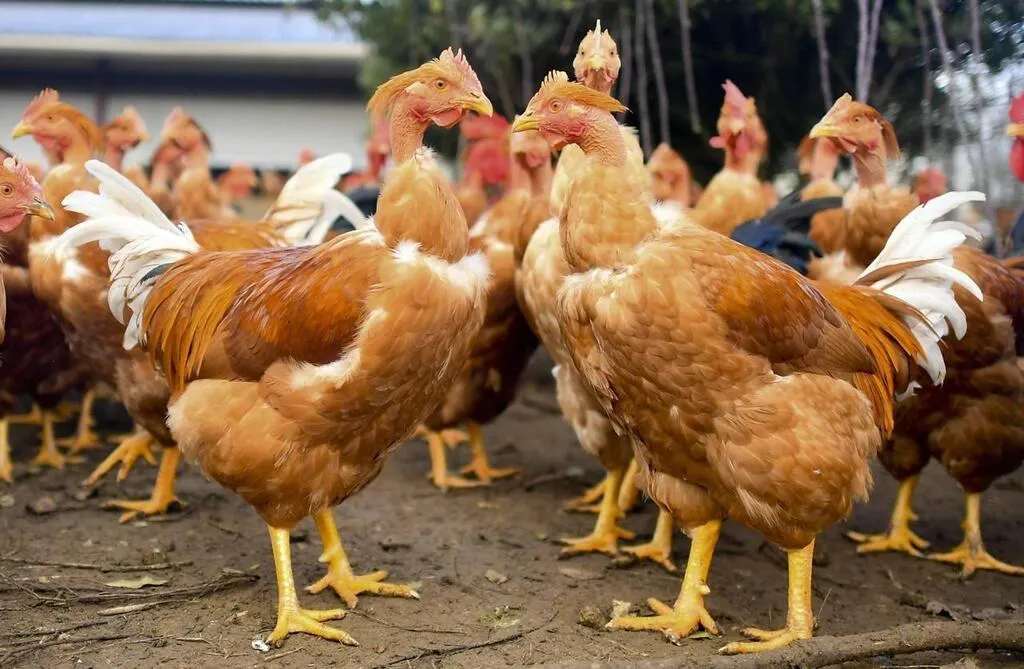 Les Fermiers de Loué vont fermer 200 poulaillers - Le Mans.maville.com