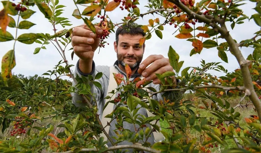 EN IMAGES. Robin cultive des poivres sichuan et timut dans le Maine-et ...