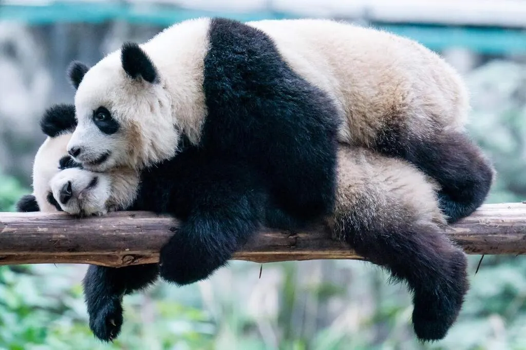 Deux pandas géants prêtés au Royaume-Uni en 2011 retournent en Chine ...