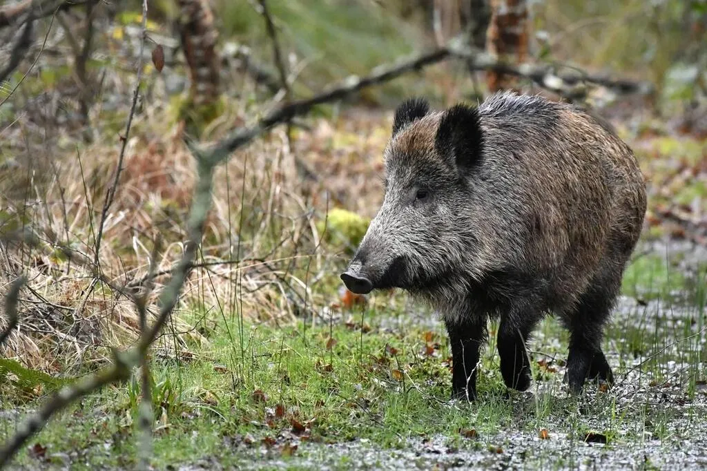 Une battue aux sangliers organisée à l’Île-aux-Moines ce jeudi 7 ...