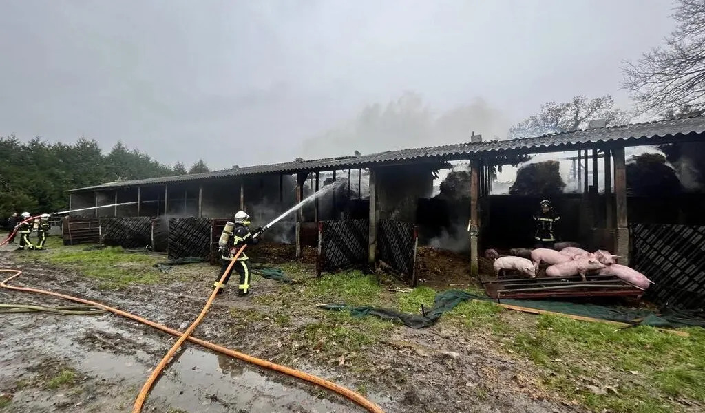 Une porcherie en feu, des dizaines de cochons décèdent près de Fougères ...