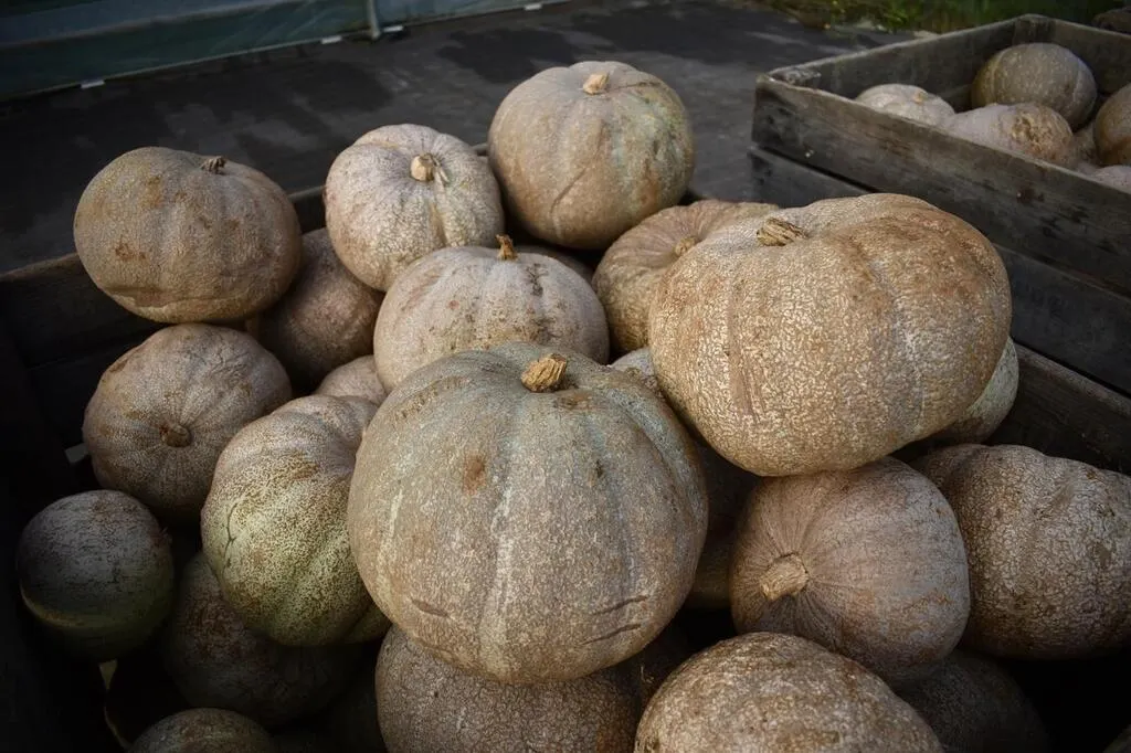 « Meilleur qu’une fournée de frites » : qu’est-ce que la grise de ...