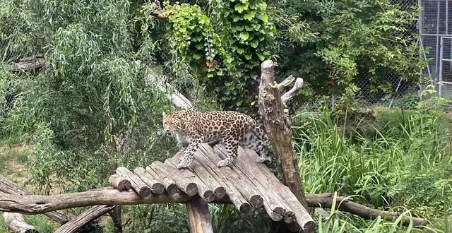Les Sables-d’Olonne. Le zoo des Sables rouvre samedi 23 décembre - Les ...