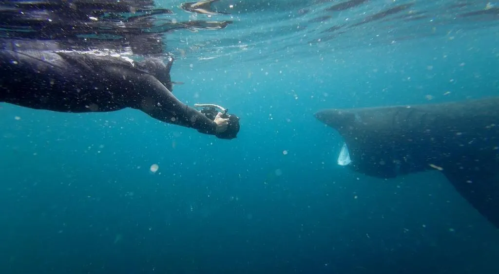 Un documentaire breton sur la piste de l’énigmatique requin-pèlerin ...