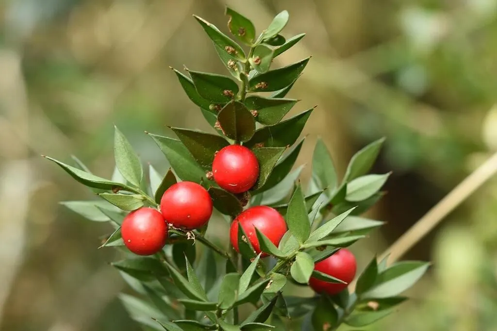 Pays d’Auray. Connaissez-vous vraiment… le fragon piquant - Lorient ...