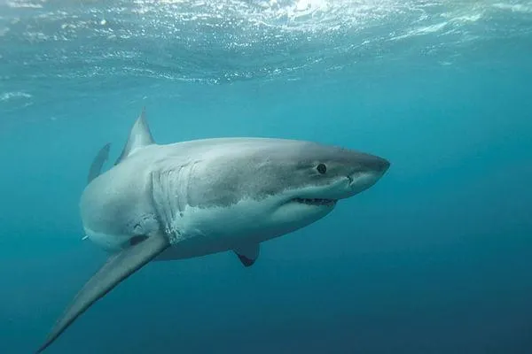 États-Unis. Un Hawaïen, attaqué par un requin, meurt des suites de ses ...