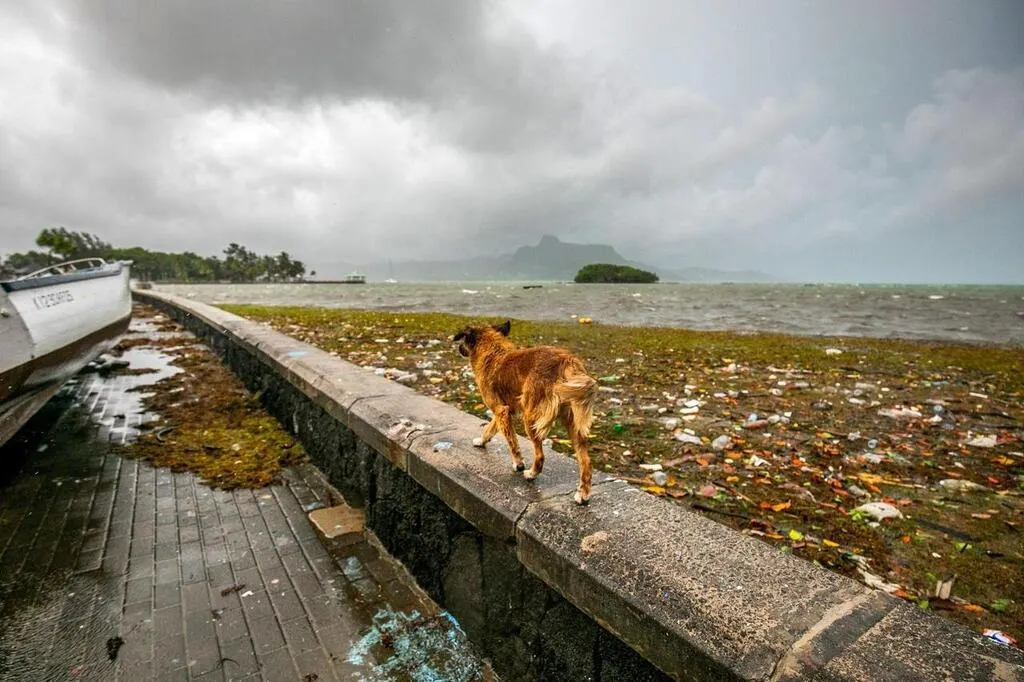 EN IMAGES. Le cyclone Belal a dévasté l’île Maurice - Angers.maville.com