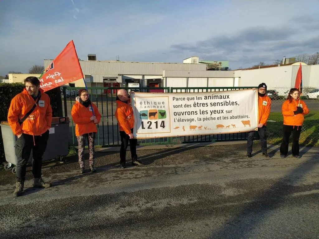 « Des vidéos contre-productives » : les syndicats face aux images de L214 à l’abattoir de - La ...