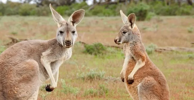 Amoureux des bêtes, il est temps d’aller visiter la bien nommée île des ...