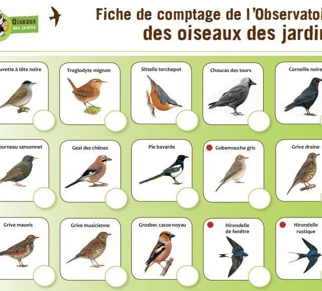 Oiseaux en Bretagne. À vos marques, prêts, comptez ! - Redon.maville.com