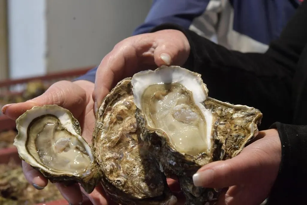 Huîtres contaminées : les dessous de la crise dans la baie de Bourgneuf ...