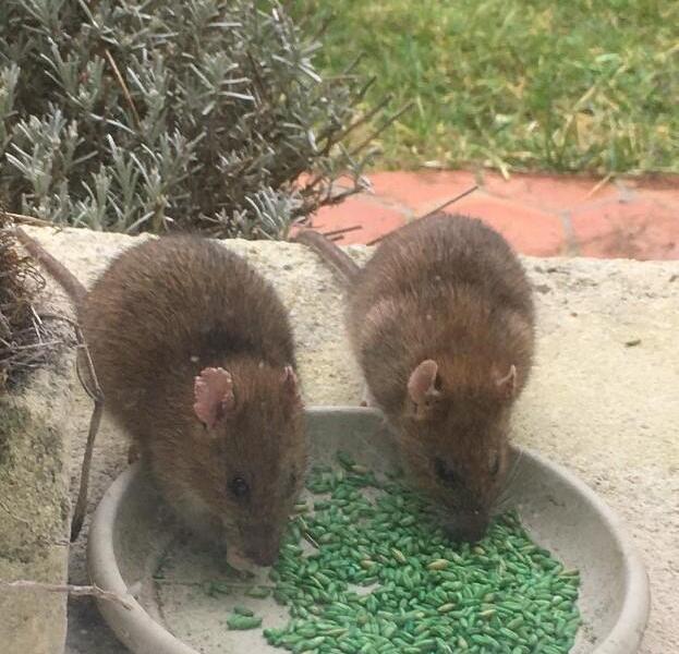 Dans cette commune de l’agglo de Caen, les rats envahissent les jardins ... Dans cette commune de l’agglo de Caen, les rats envahissent les jardins ...