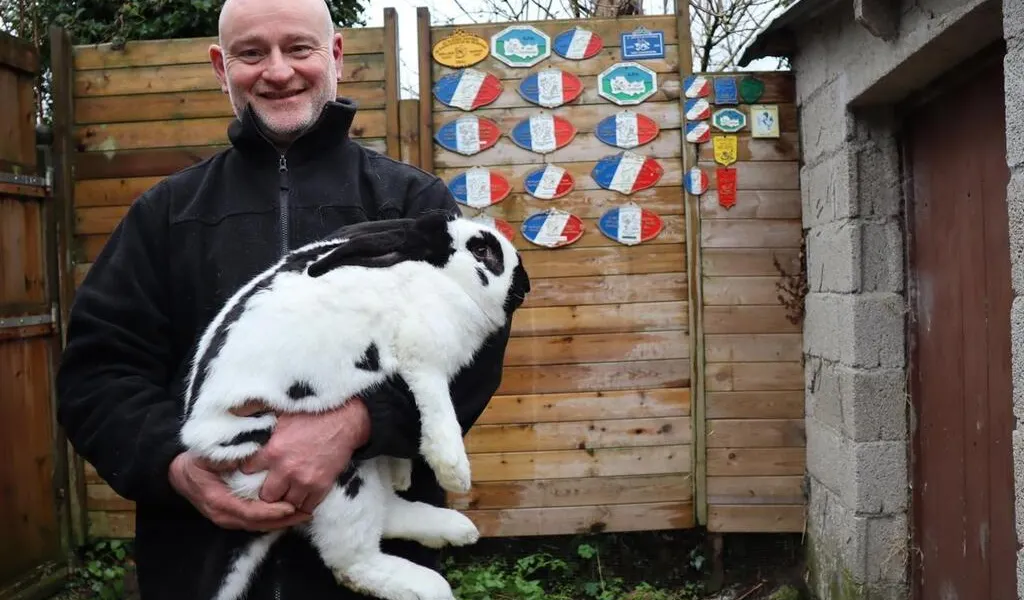 Les lapins géants de ce Breton sont des bêtes de concours - Guingamp ...