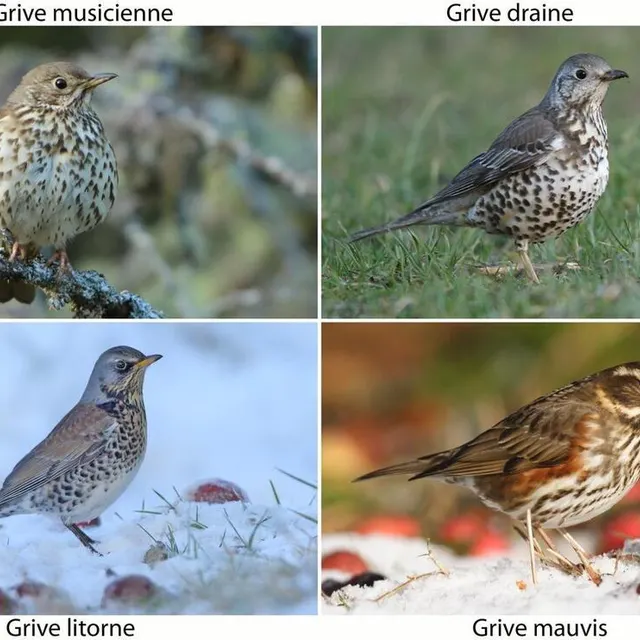 Pays d’Auray. Connaissez-vous vraiment… la grive musicienne ? - Redon ...