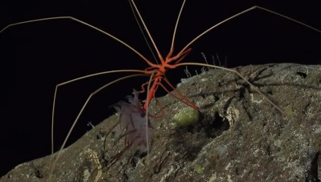 Éponges, crapaud de mer rouge : de potentielles nouvelles espèces ...