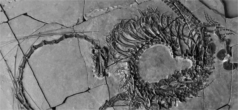 Un fossile de « dragon chinois » vieux de 240 millions d’années ...