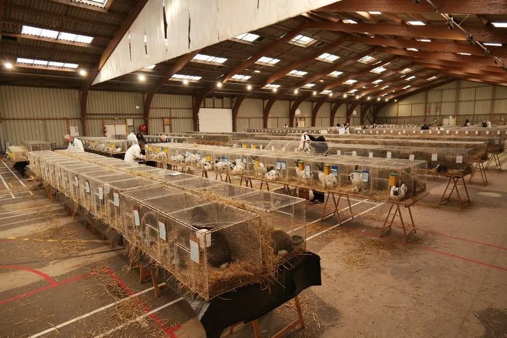 EN IMAGES. À Guingamp se joue la coupe de France de lapins géants lors ...