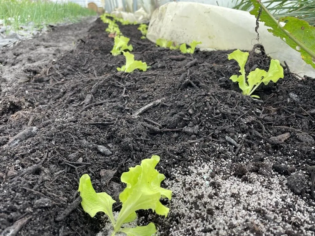 Le maraîchage sur sol vivant, cette technique agricole novatrice d’un ...
