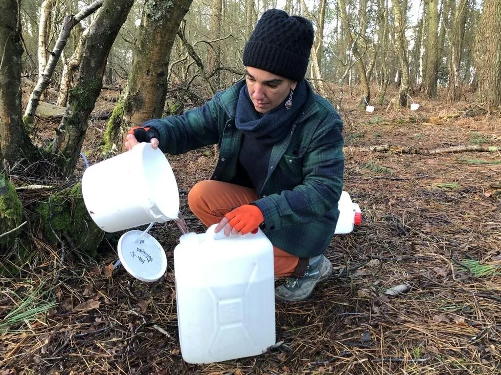 Dans le Cotentin, la sève monte, et les bouleaux sont généreux - Saint ...