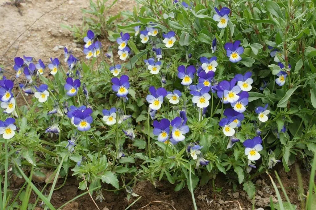 Pays d’Auray. Connaissez-vous vraiment… la violette tricolore ...