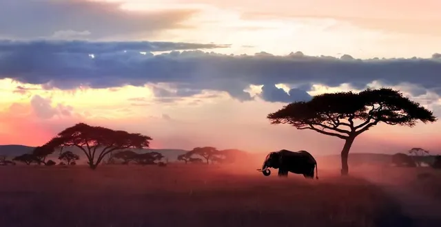Un éléphant rose a été aperçu dans un parc en Afrique du Sud… et ce n ...