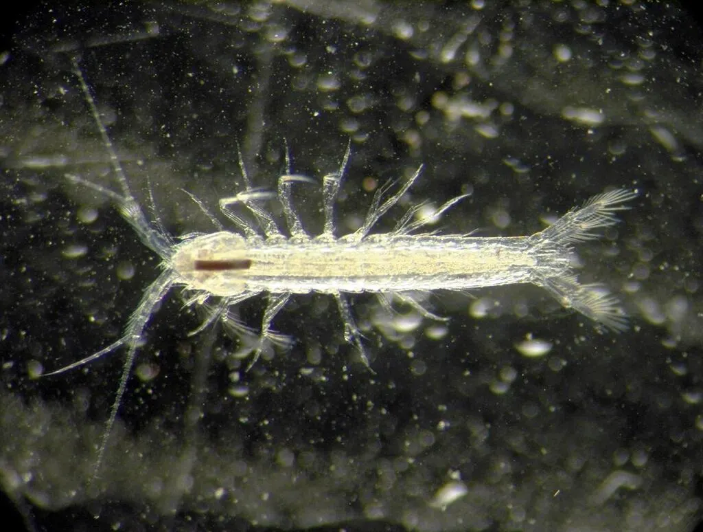 Biodiversité. Des espèces disparaissent avant même d’avoir été décrites ...