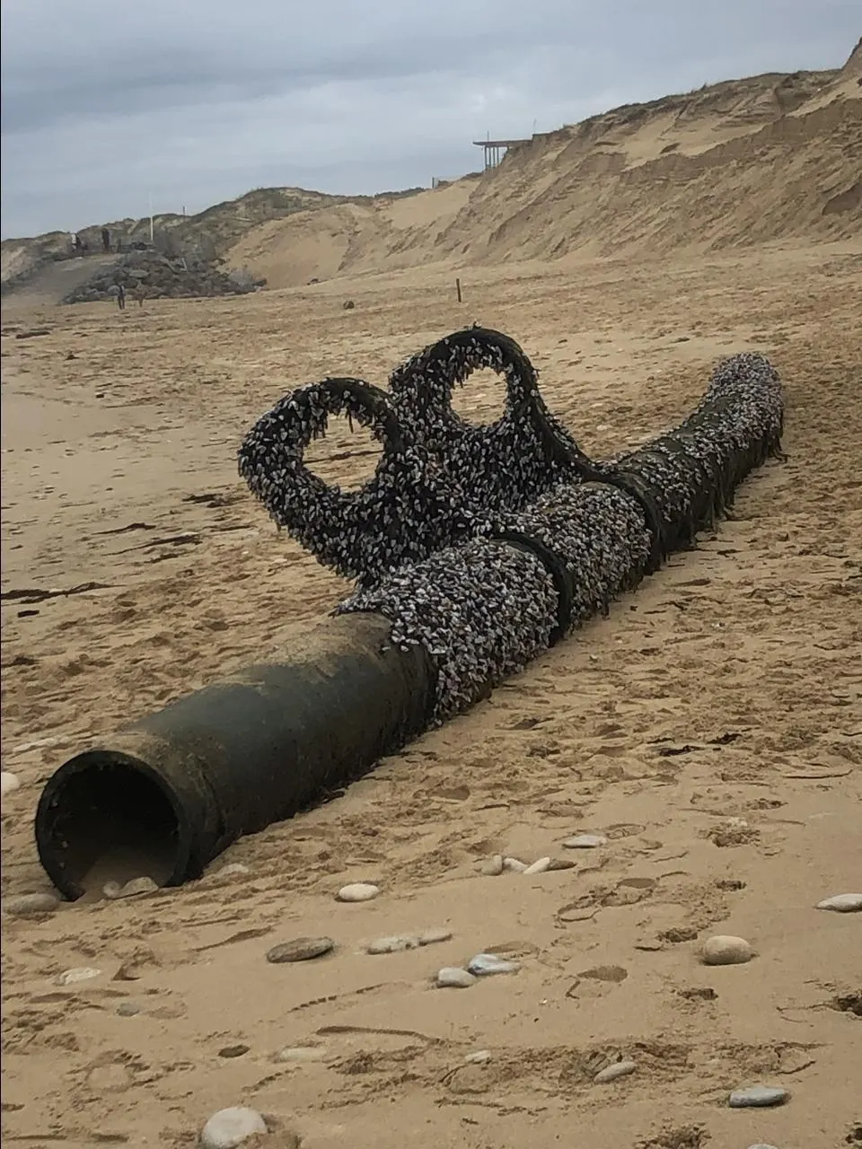 Longeville-sur-Mer. Un objet flottant échoué plage des Conches - Les ...