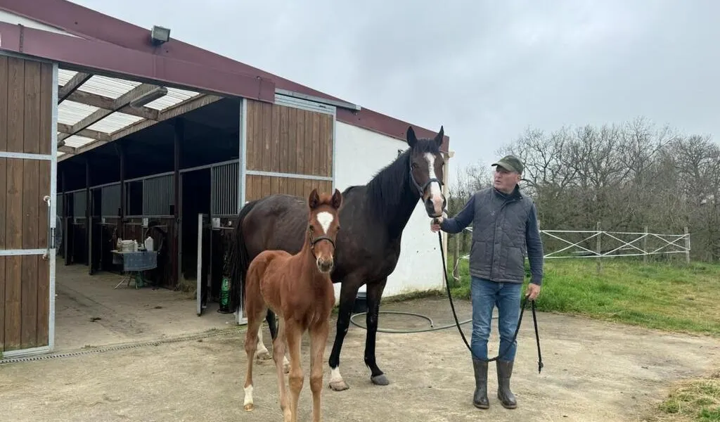 Éleveur de chevaux, il a fait le choix d’« un métier de passion » - Les Sables d'Olonne.maville.com