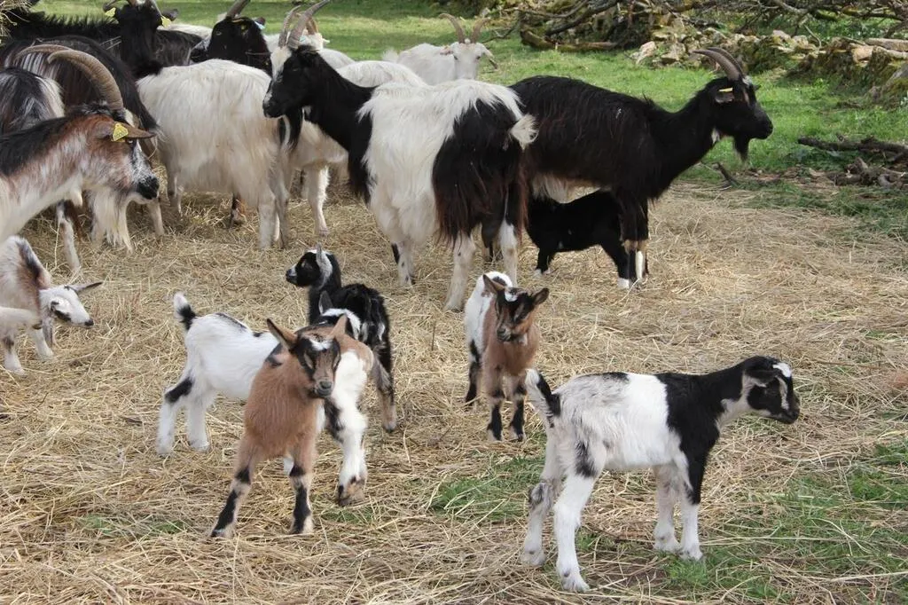 Morbihan. En quête de débouchés pour la viande de chevreau - Fougères ...