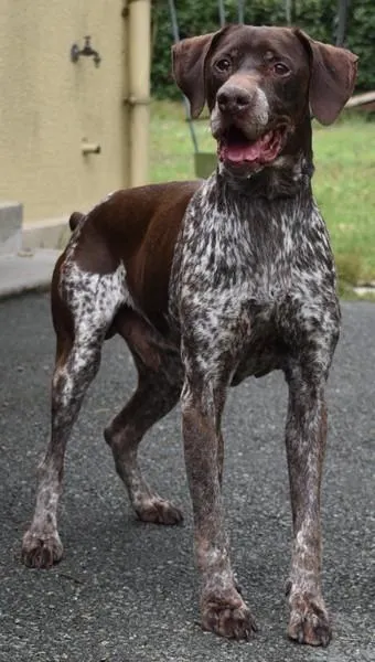 Abandonné au refuge à Angers, le chien Jerry attend une nouvelle ...