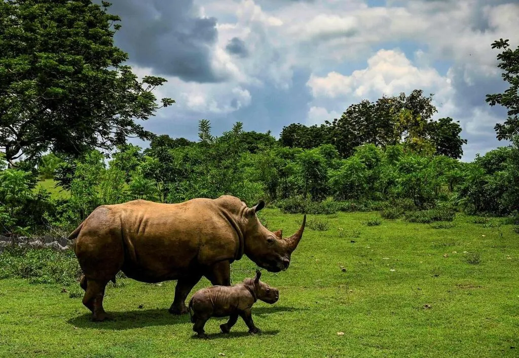 Un bébé rhinocéros de Java, espèce menacée, repéré en Indonésie - Les ...