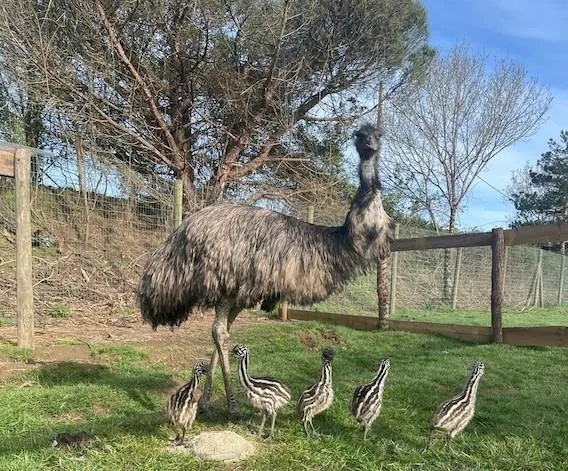 Planète sauvage annonce la naissance de deux oursons et cinq émeus ...