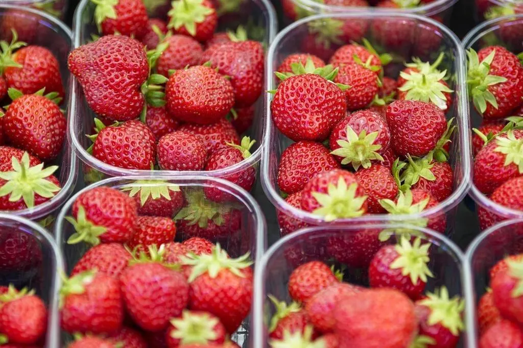 Polluants éternels. Les fraises et les raisins sont les produits frais ...