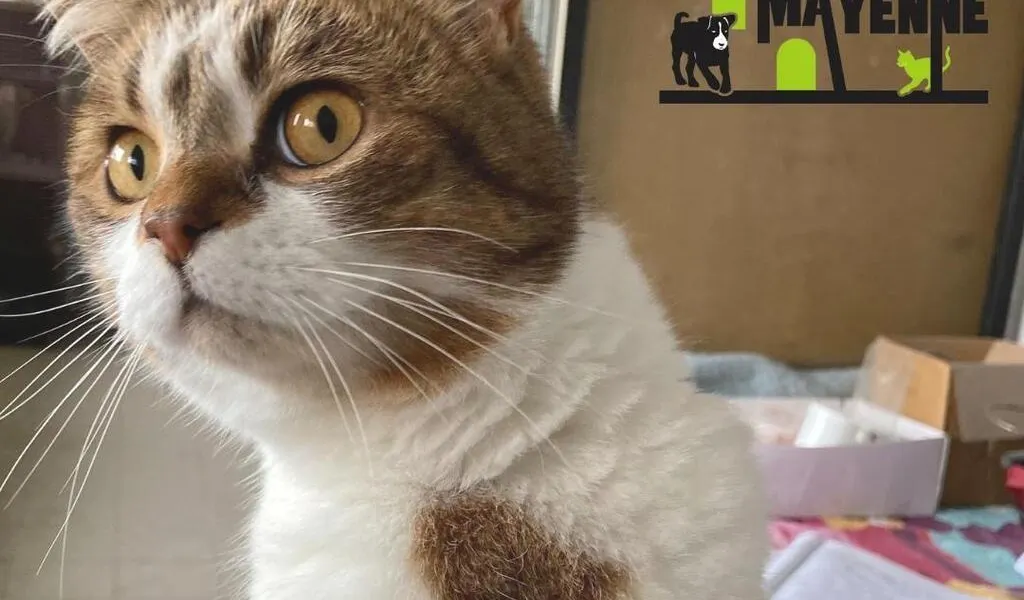 À Laval, qui veut mettre le chat Paillette dans sa vie ? - Laval ...