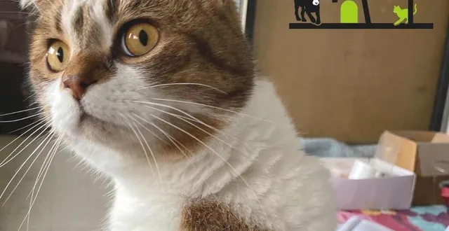 À Laval, qui veut mettre le chat Paillette dans sa vie ? - Laval ...