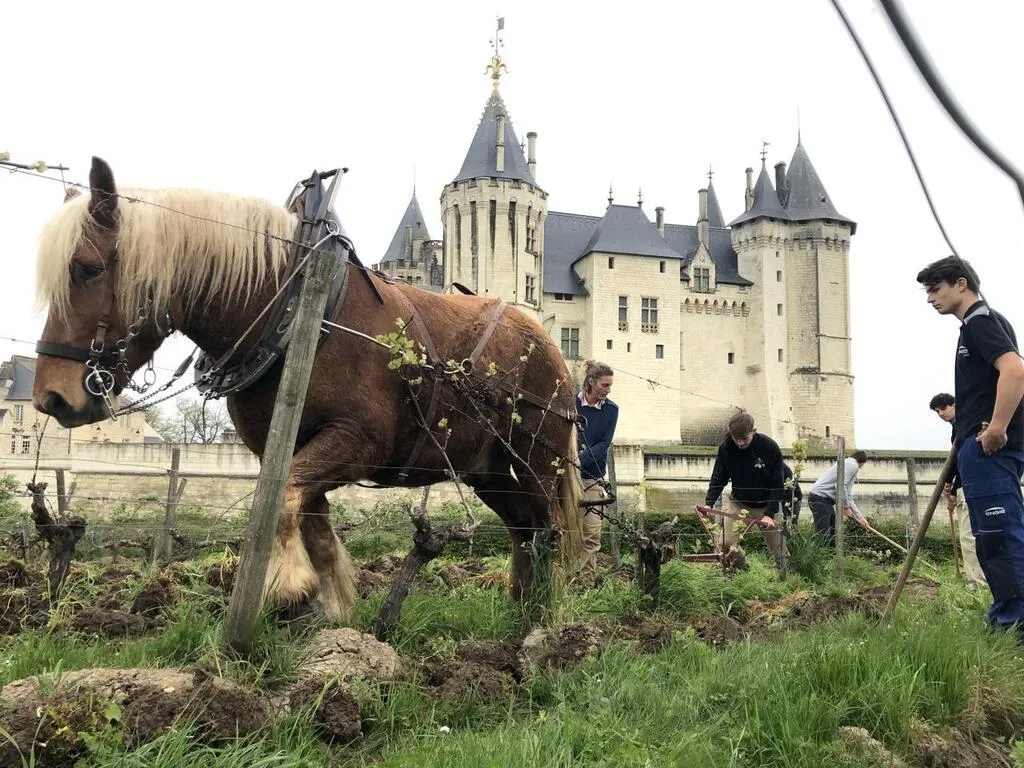 Dans les vignes du château de Saumur, le cheval pour travailler les sols - Angers.maville.com