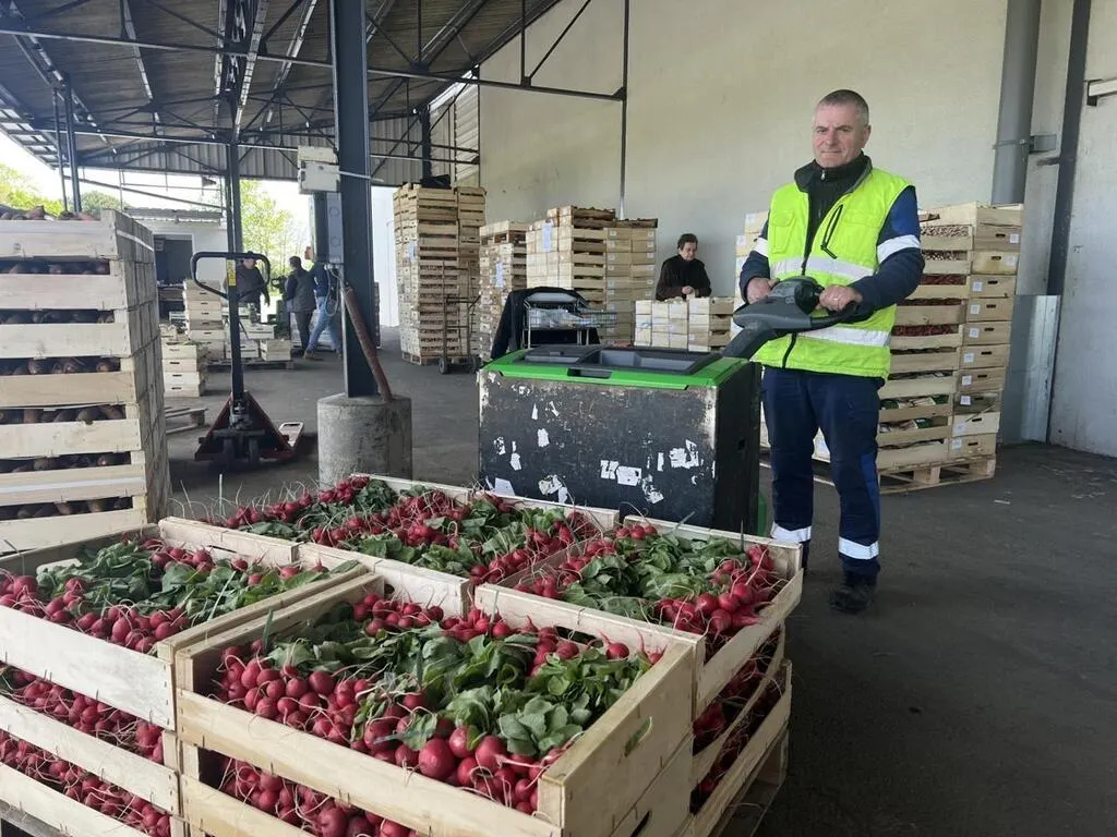 REPORTAGE. Fraises, asperges, radis… Au MIN de Vivy, « un savoir-faire ...